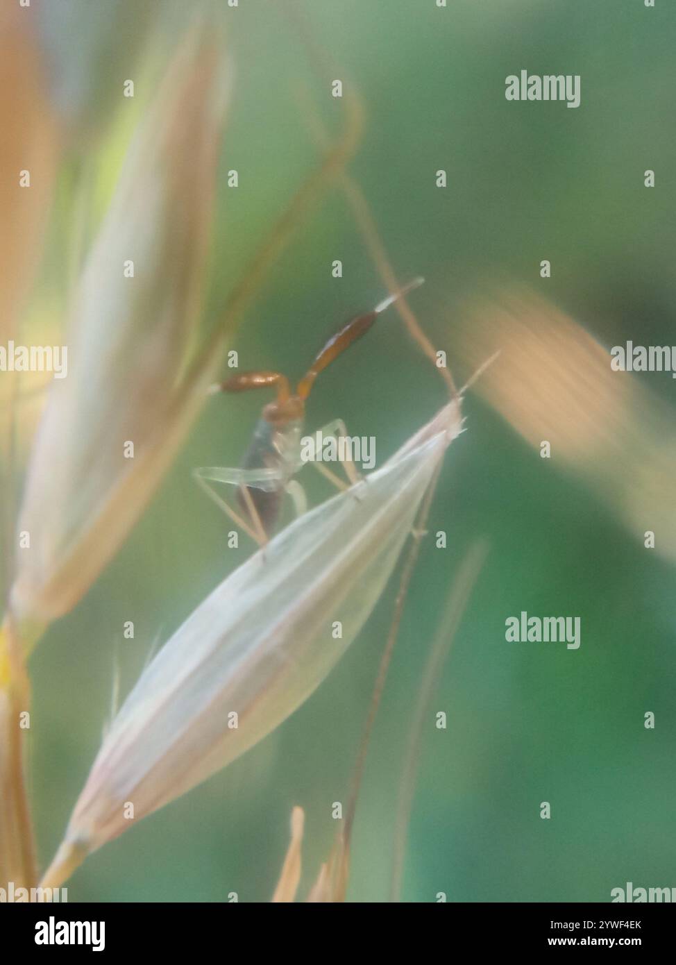 Flathorn Plant Bugs (Heterotoma Stock Photo - Alamy