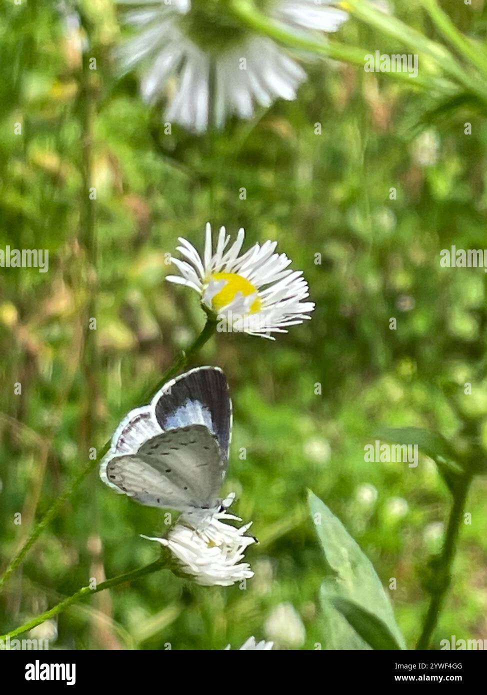 Summer Azure (Celastrina neglecta Stock Photo - Alamy