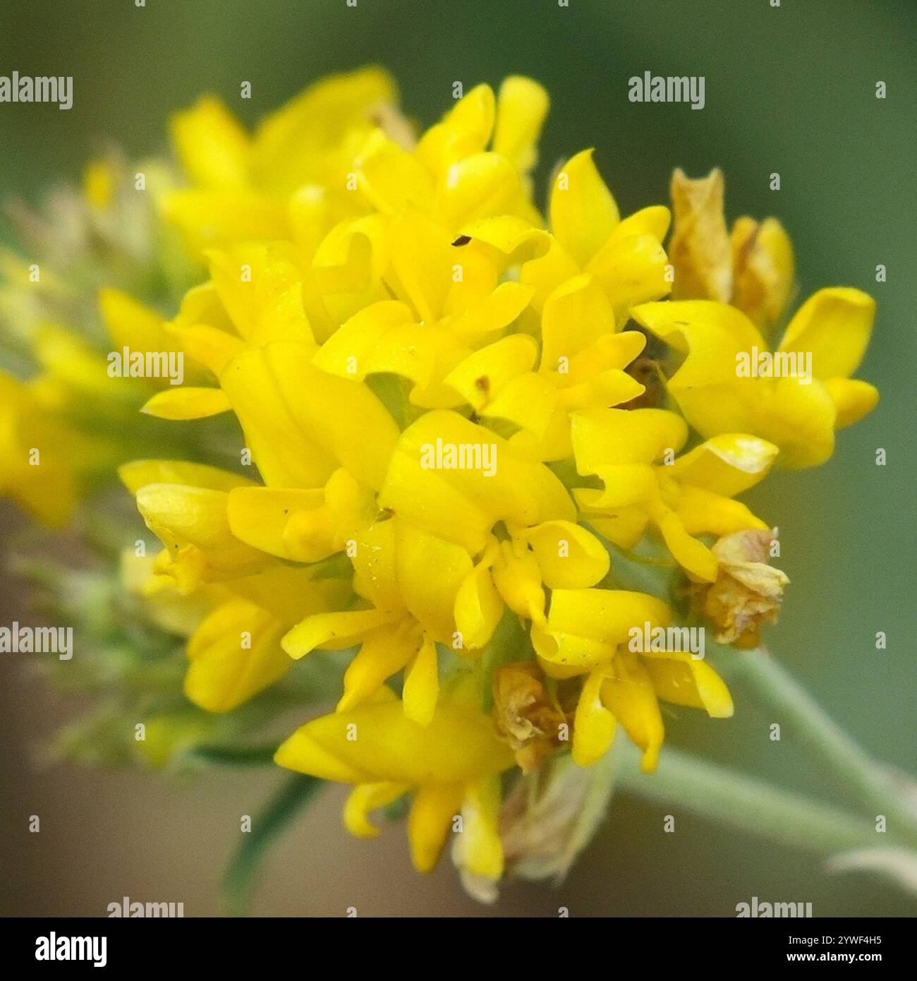 sickle alfalfa (Medicago falcata Stock Photo - Alamy