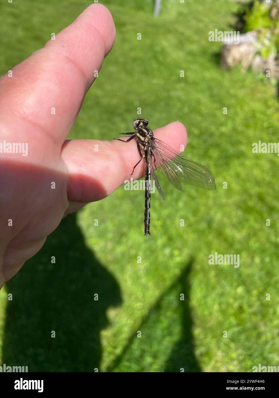 Dusky Clubtail (Phanogomphus spicatus Stock Photo - Alamy