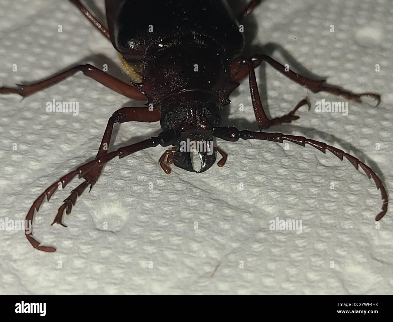 California Root Borer (Prionus californicus Stock Photo - Alamy