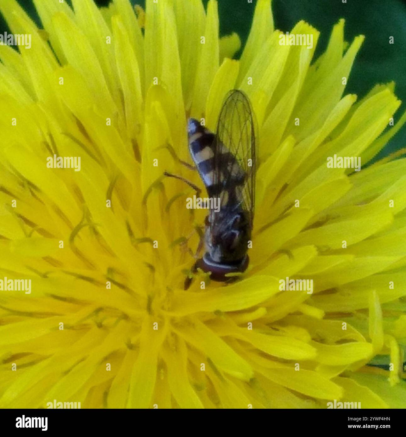Typical Hover Flies (Syrphinae Stock Photo - Alamy