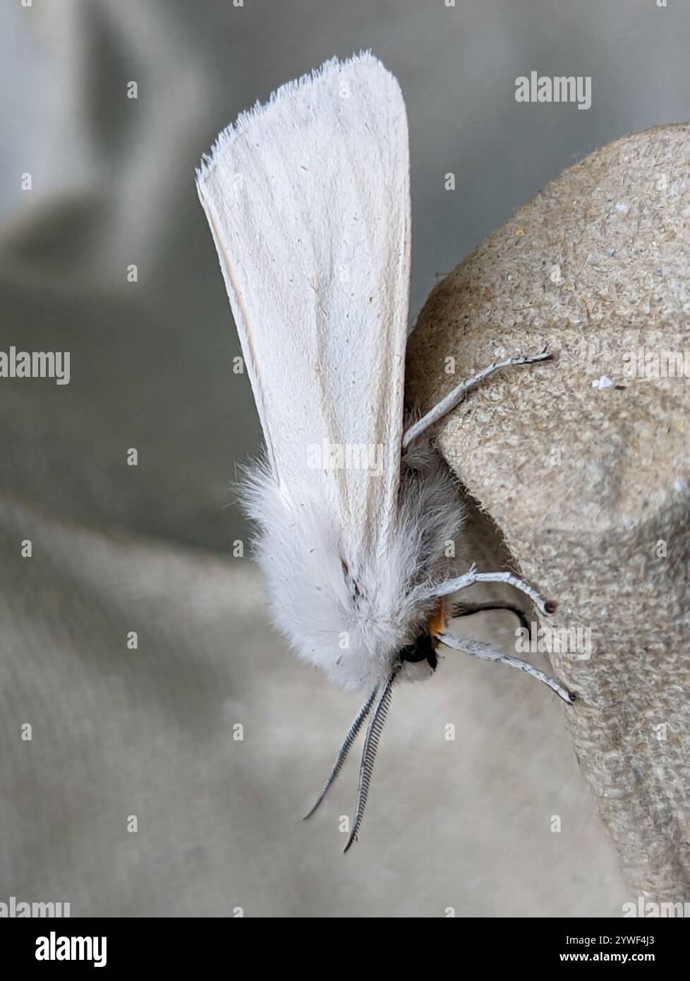 Water Ermine (Spilosoma urticae Stock Photo - Alamy