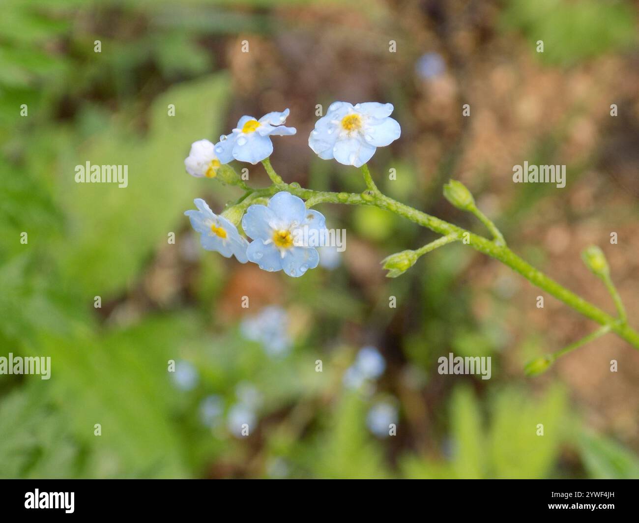 water forget-me-not (Myosotis scorpioides Stock Photo - Alamy