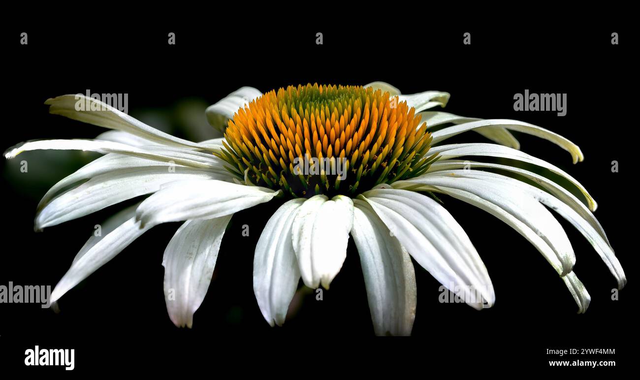 Beautiful close-up of a white daisy with vivid yellow center against a ...