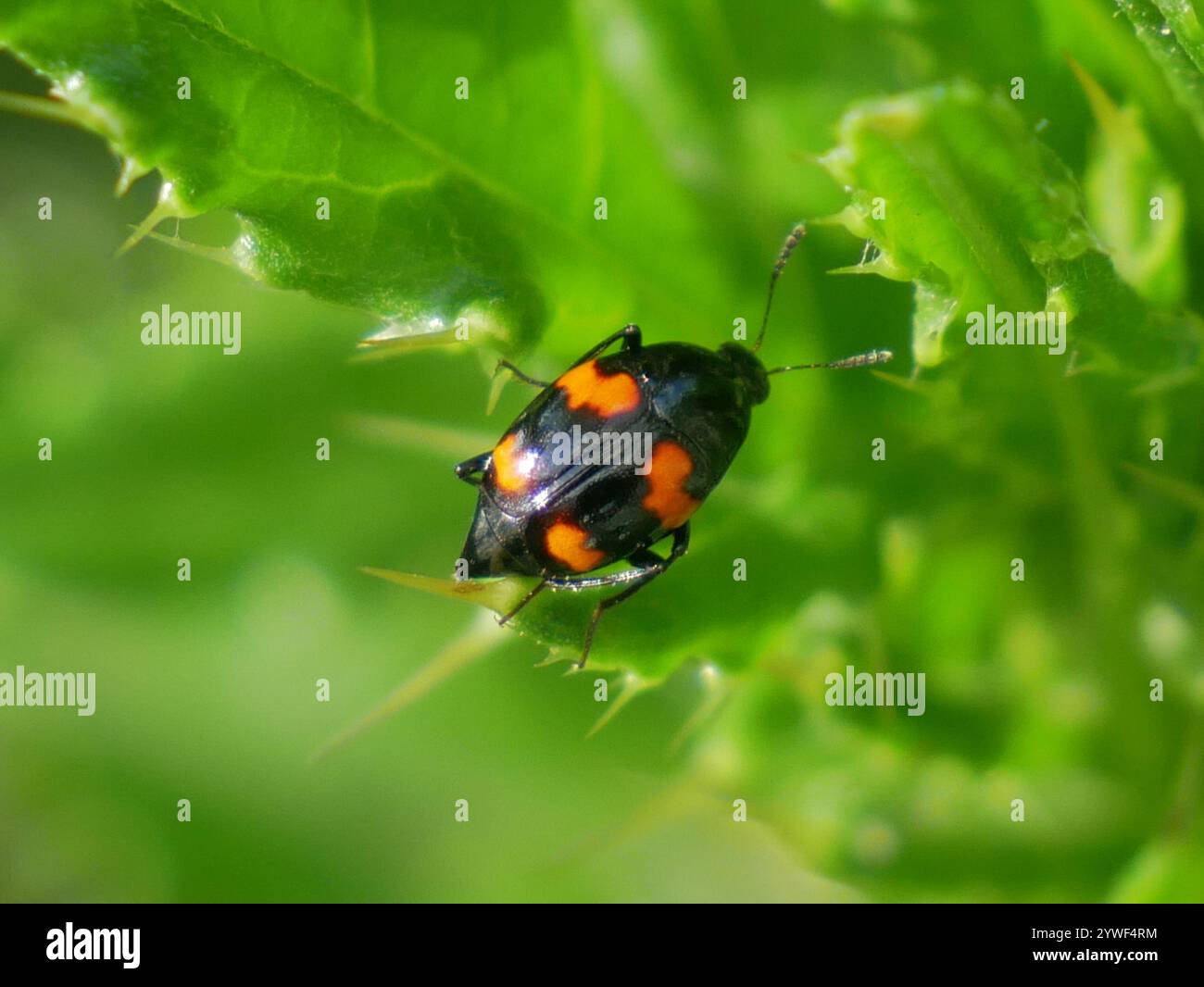 Orange-spotted Scaphidium (Scaphidium quadrimaculatum Stock Photo - Alamy