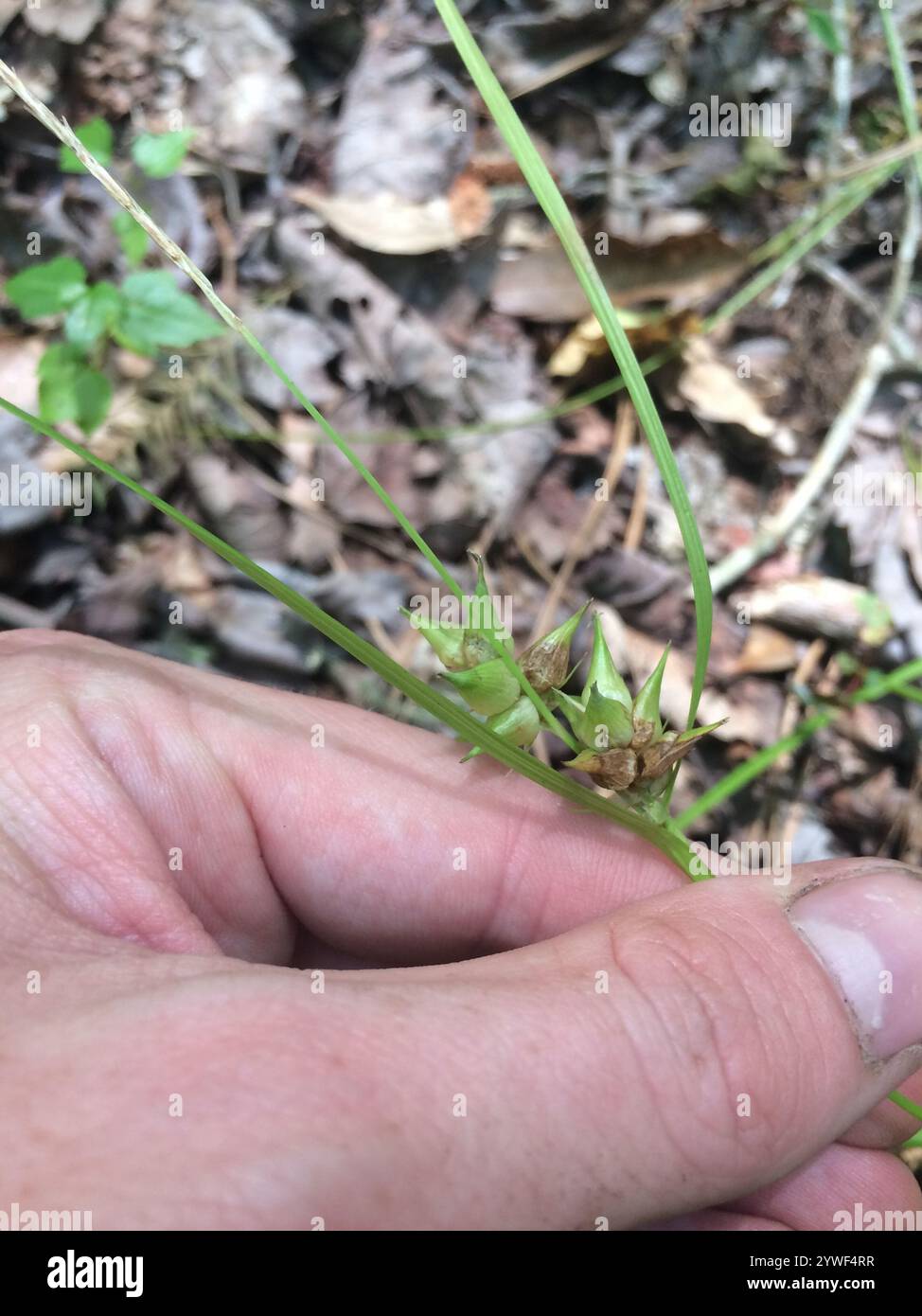 bladder sedge (Carex intumescens Stock Photo - Alamy