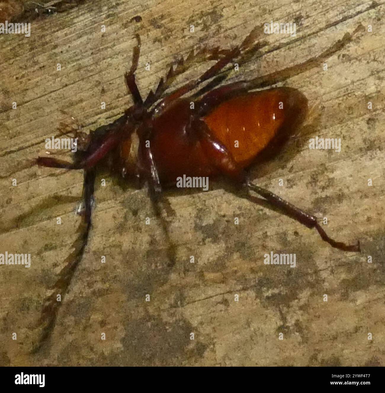 Tooth-necked Longhorn Beetle (Prionus pocularis Stock Photo - Alamy