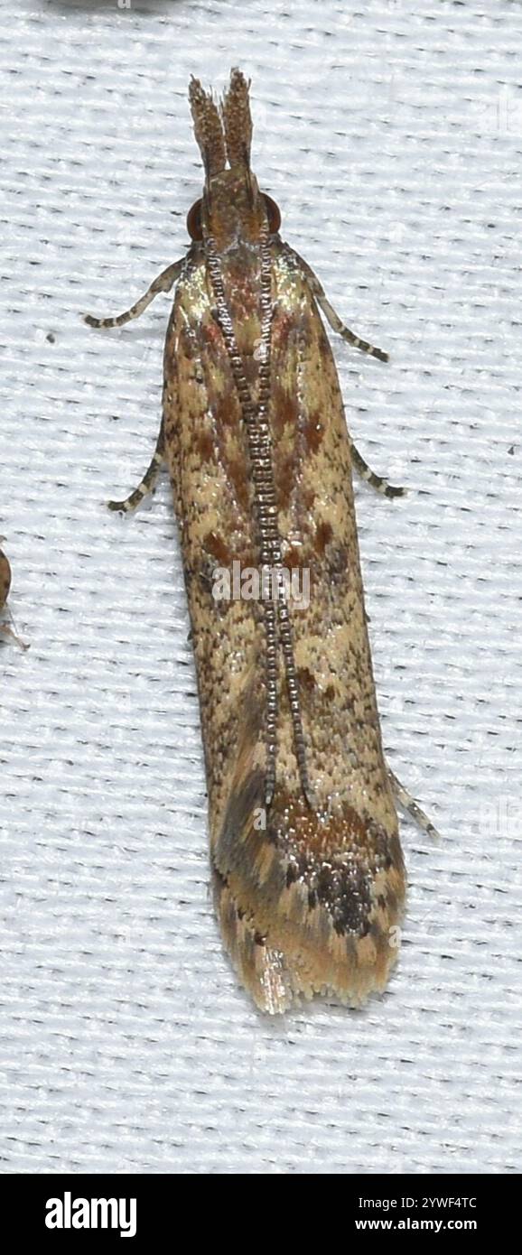 Palmerworm hi-res stock photography and images - Alamy