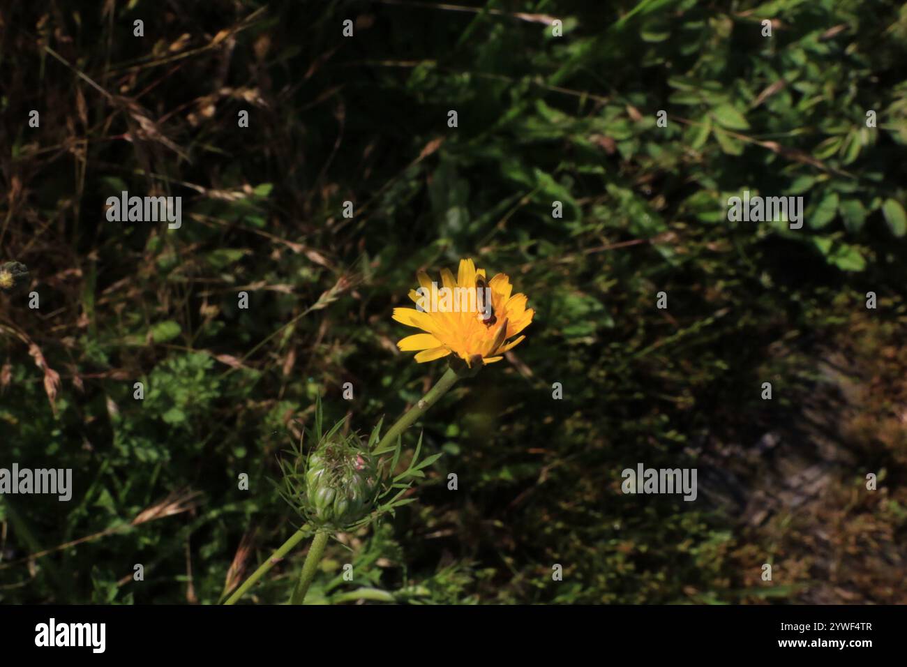 Variable Duskyface Fly (Melanostoma mellinum Stock Photo - Alamy