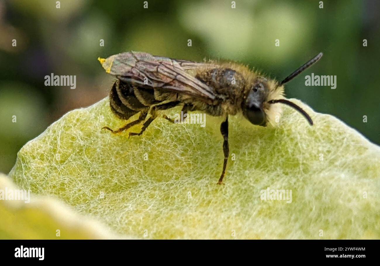 Mining Bees (Andrena Stock Photo - Alamy