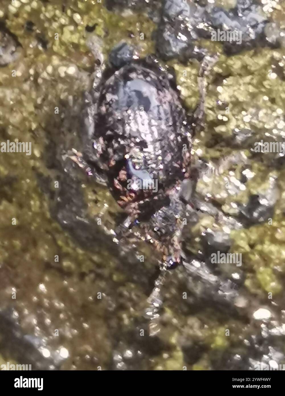 Broad-nosed Weevils (Entiminae Stock Photo - Alamy