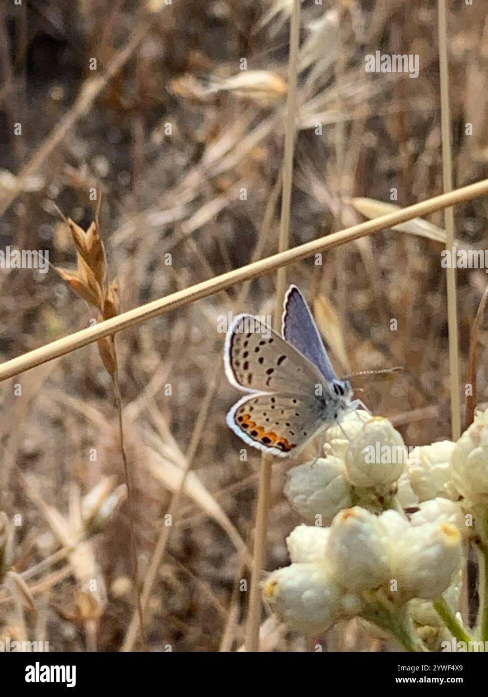 Acmon Blue (Icaricia acmon Stock Photo - Alamy