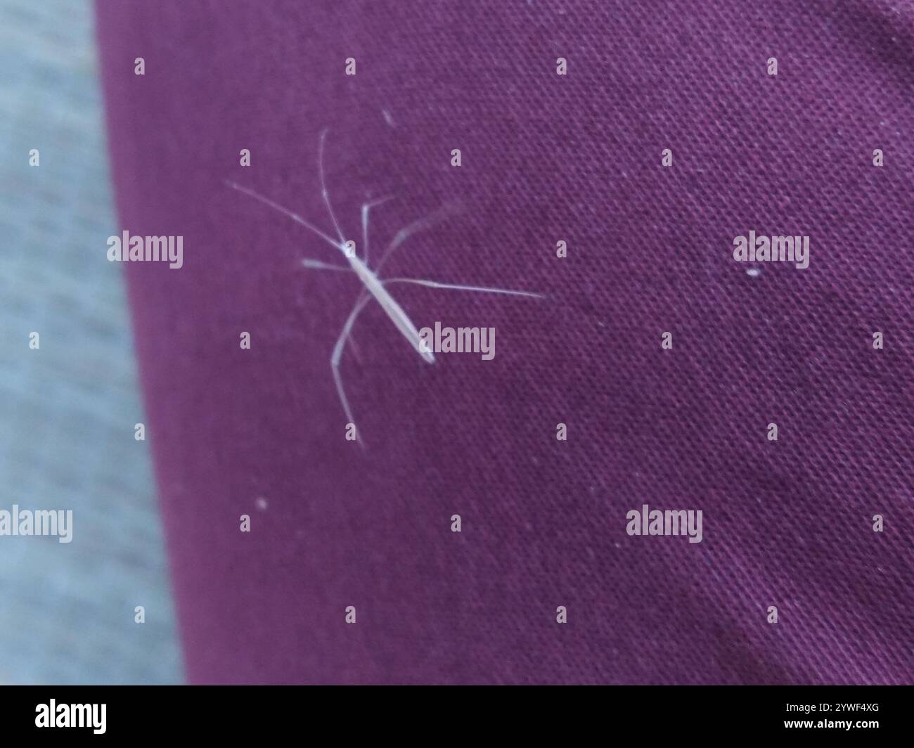 True Bugs (Heteroptera Stock Photo - Alamy