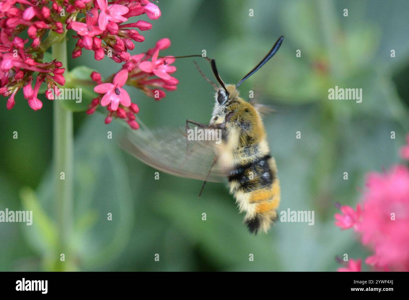 Narrow-bordered Bee Hawkmoth (Hemaris tityus Stock Photo - Alamy