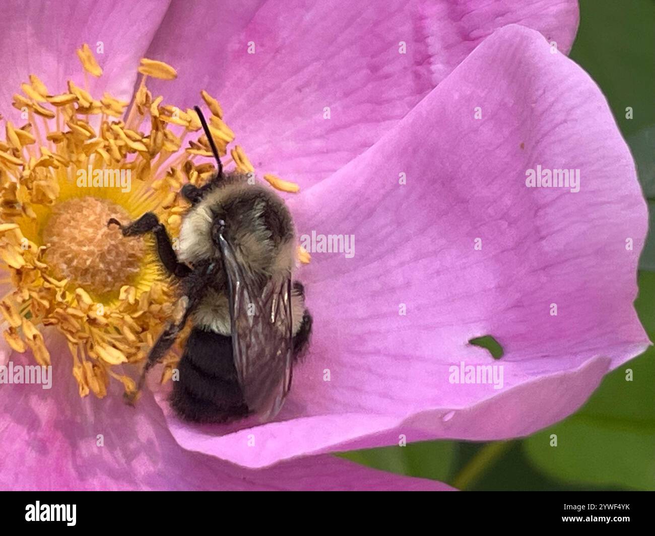 Common Eastern Bumble Bee (Bombus impatiens Stock Photo - Alamy