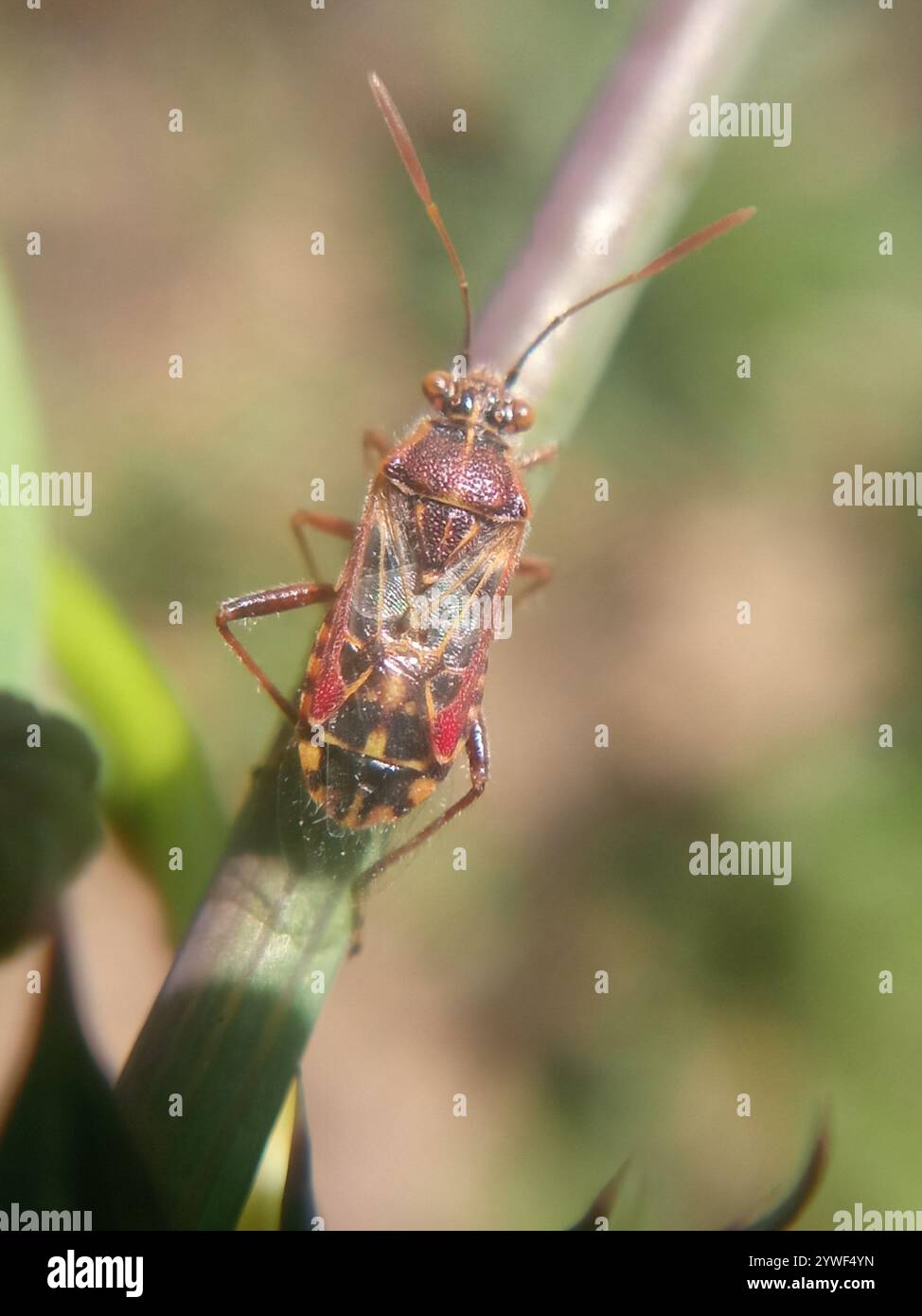 Hyaline Grass Bug (Liorhyssus hyalinus Stock Photo - Alamy
