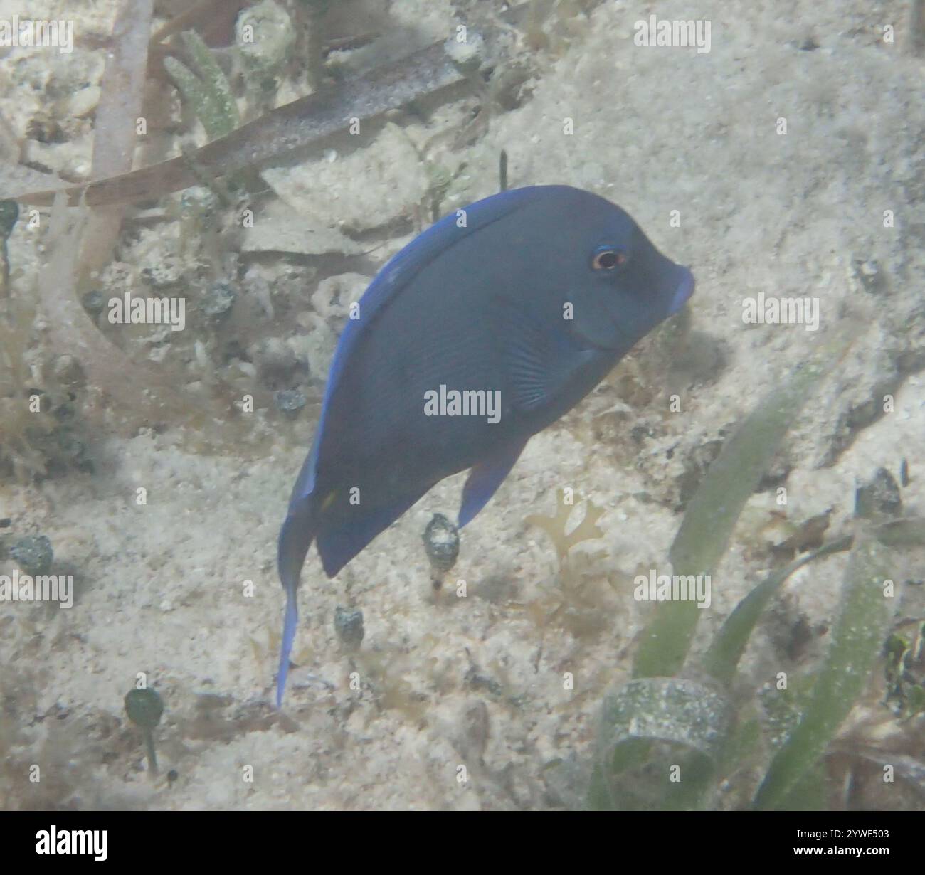 Atlantic Blue Tang (Acanthurus coeruleus Stock Photo - Alamy