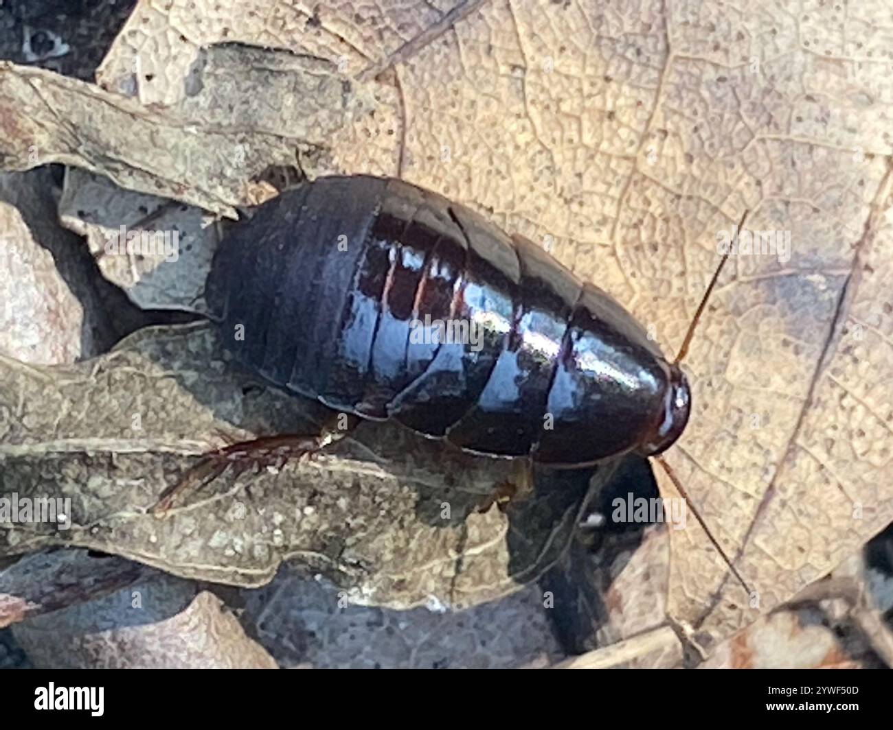 Surinam Cockroach (Pycnoscelus surinamensis Stock Photo - Alamy