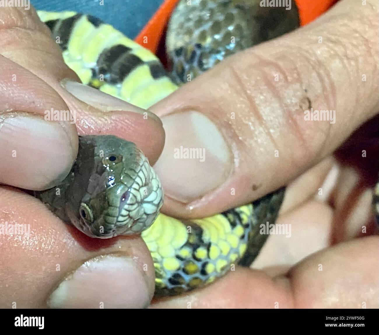 Brown-banded watersnake (Helicops angulatus Stock Photo - Alamy