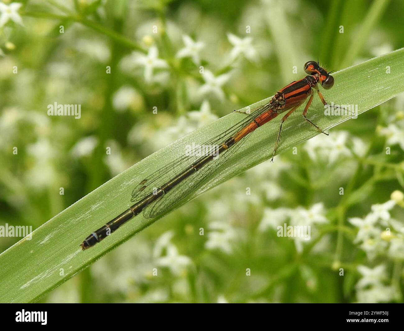 Eastern Forktail (Ischnura verticalis Stock Photo - Alamy