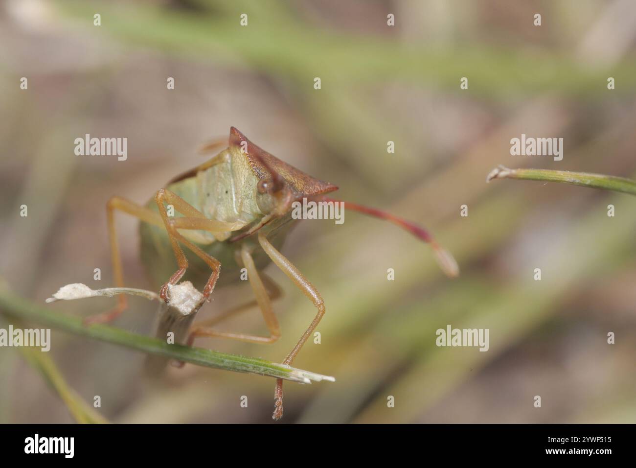 Box Bug (Gonocerus acuteangulatus Stock Photo - Alamy
