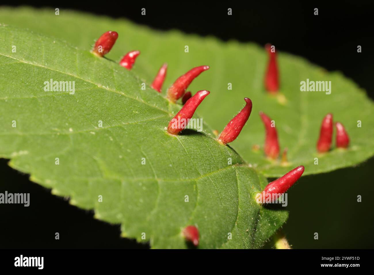 Red Nail Gall Mite (Eriophyes tiliae Stock Photo - Alamy