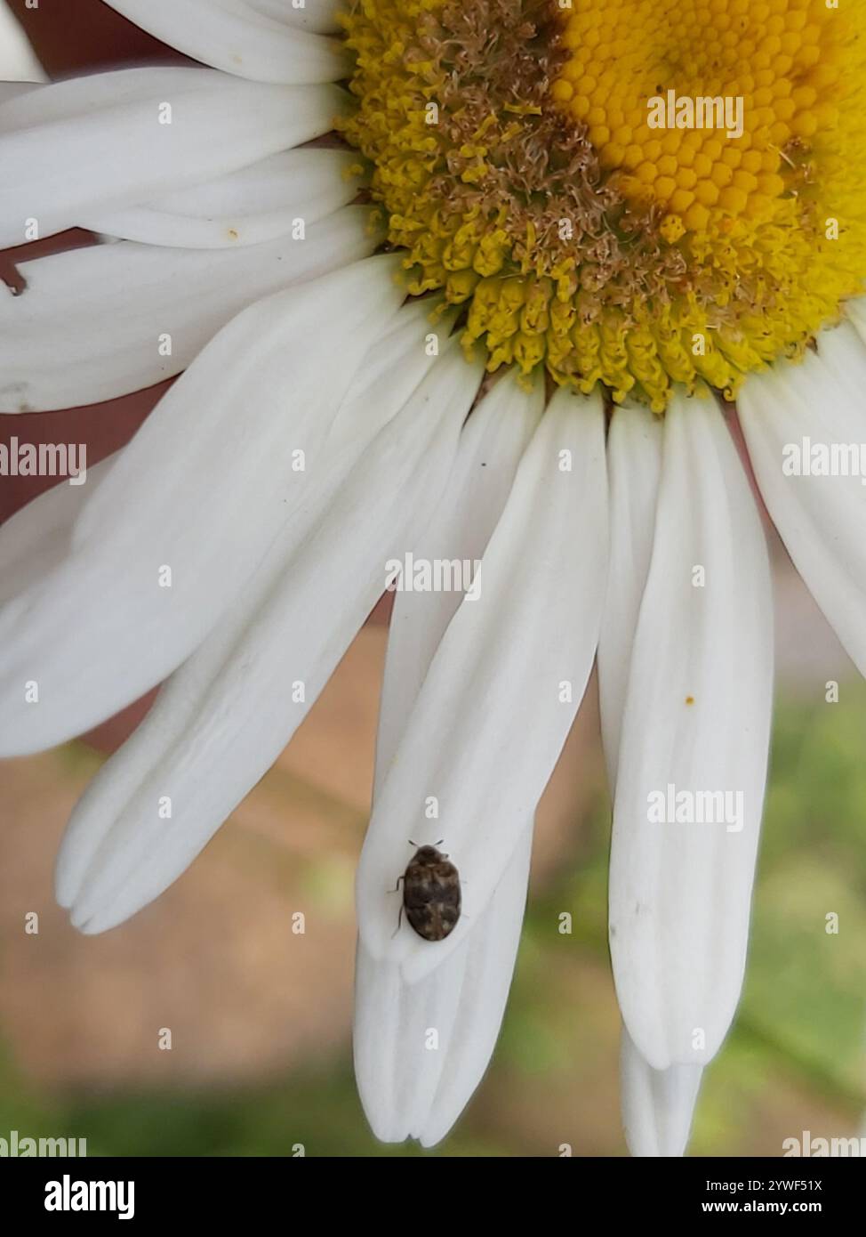 Skin Beetles (Dermestidae Stock Photo - Alamy