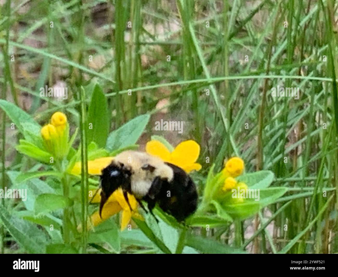 Common Eastern Bumble Bee (Bombus impatiens Stock Photo - Alamy