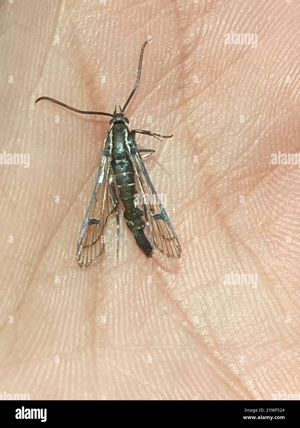 Lesser Peachtree Borer Moth (Synanthedon pictipes Stock Photo - Alamy