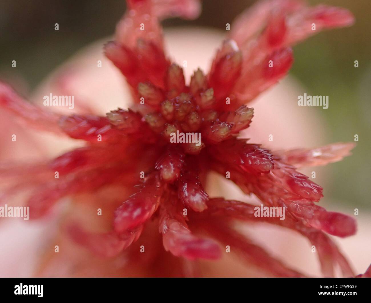 Red Peatmoss (Sphagnum rubellum Stock Photo - Alamy