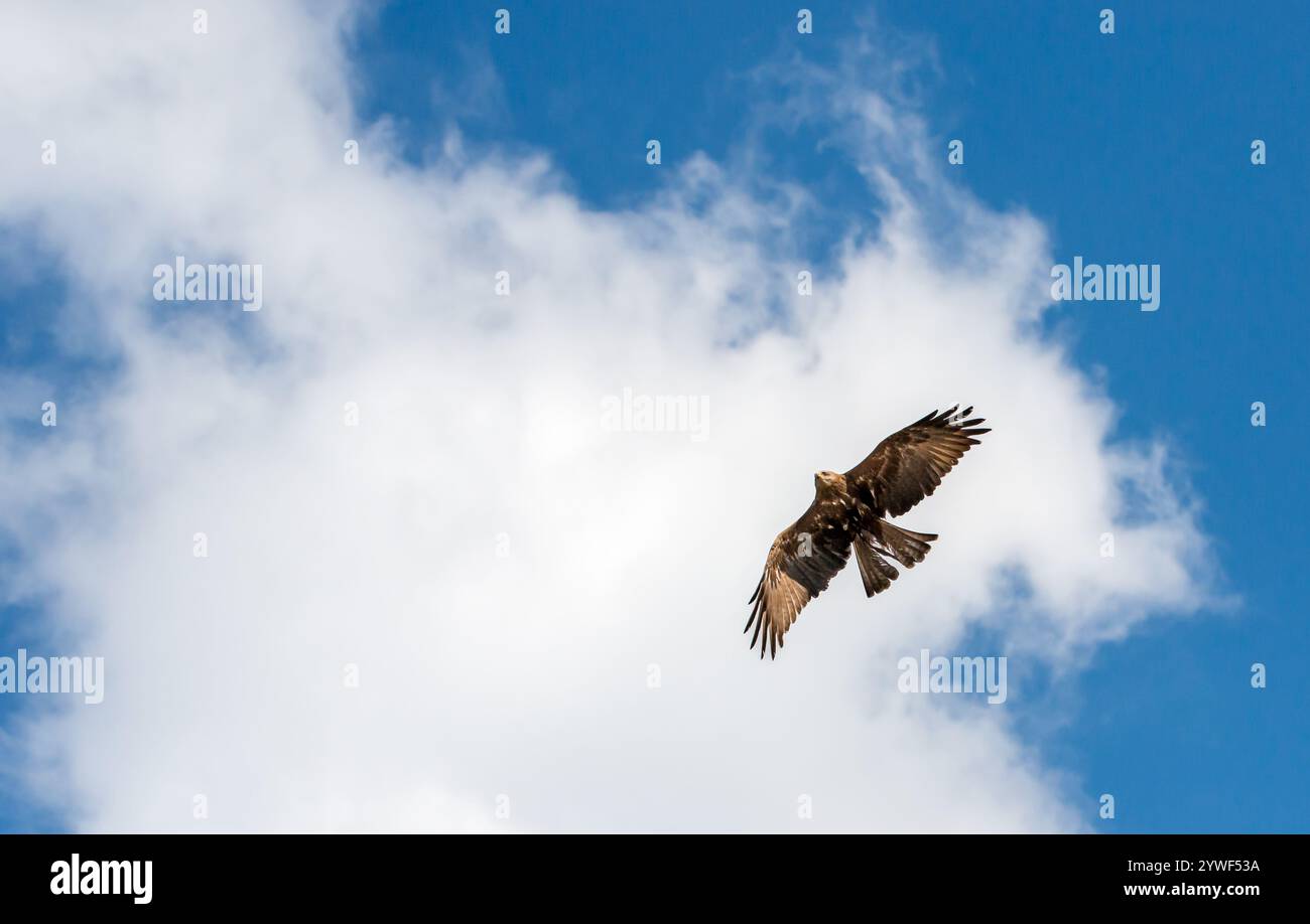 A brown hawk glides effortlessly through a clear blue sky dotted with ...