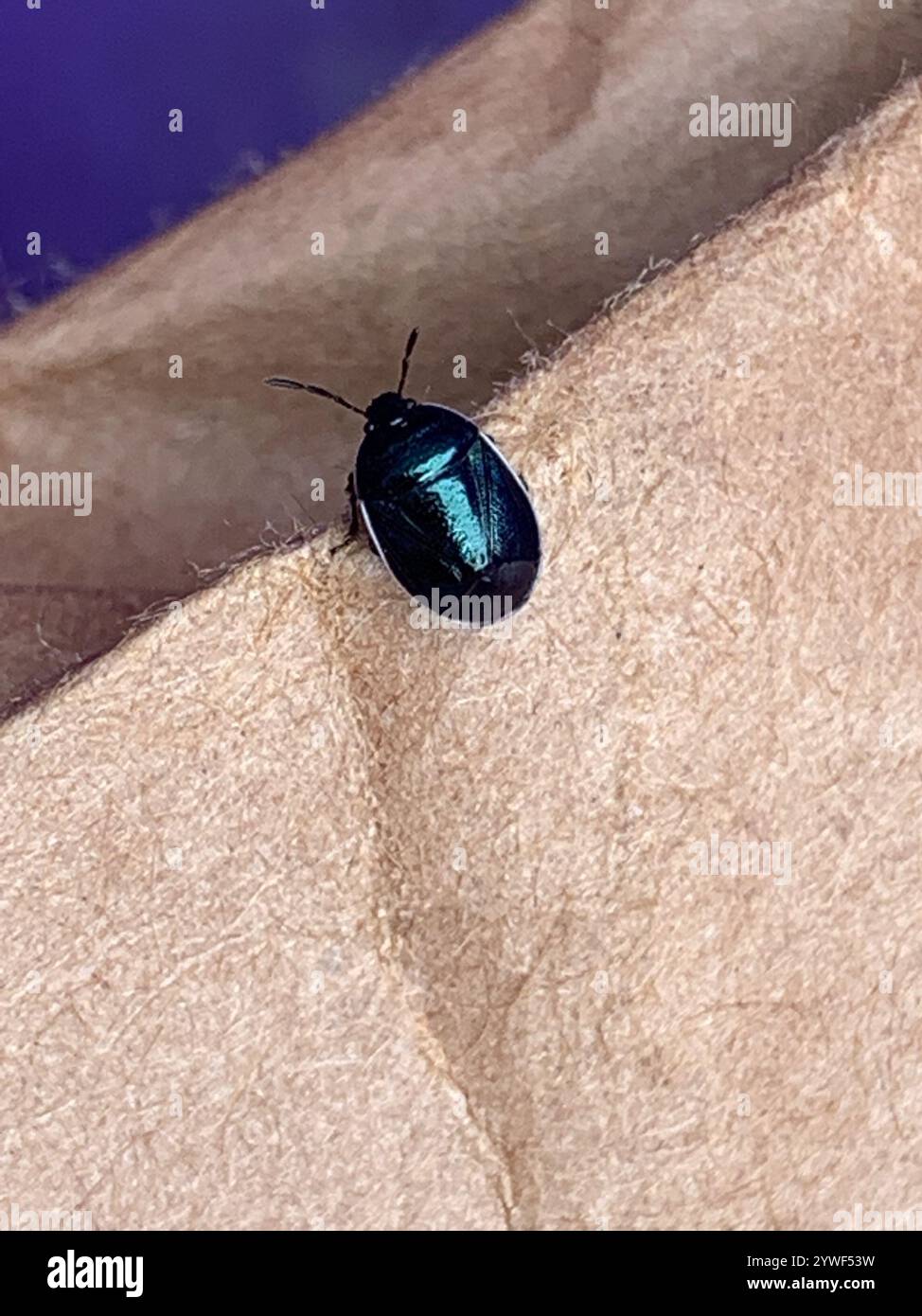 White-margined Burrower Bug (Sehirus cinctus Stock Photo - Alamy