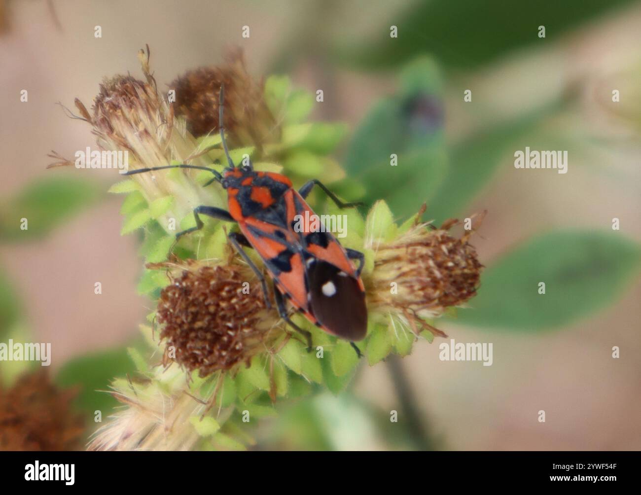 Indian Milkweed Bug (Spilostethus pandurus Stock Photo - Alamy
