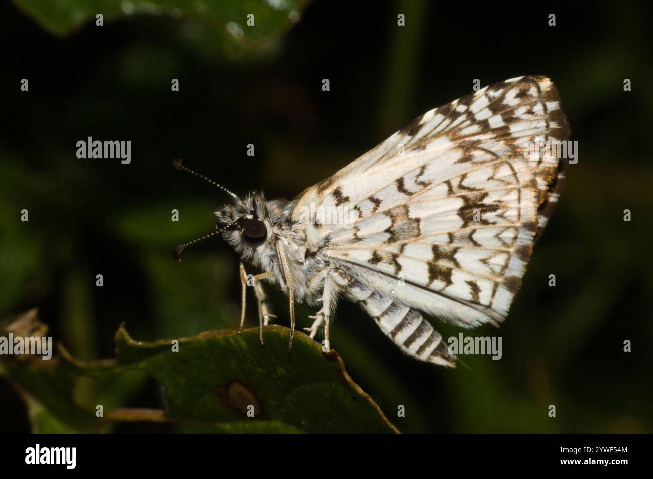 New World Checkered-Skippers (Burnsius Stock Photo - Alamy