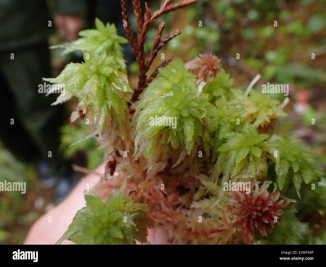 Papillose Peatmoss (Sphagnum papillosum Stock Photo - Alamy