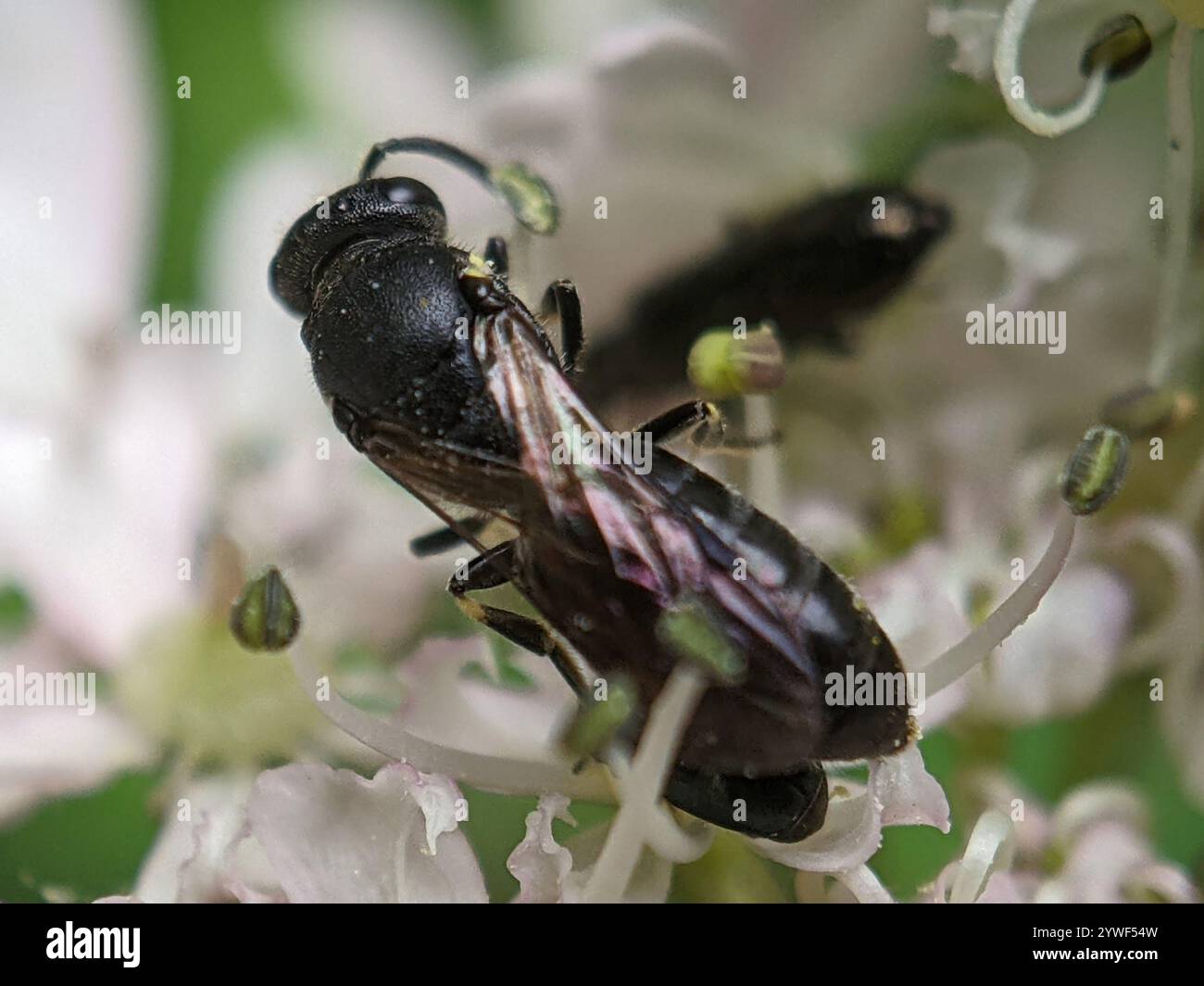 Common Masked Bee (Hylaeus communis Stock Photo - Alamy