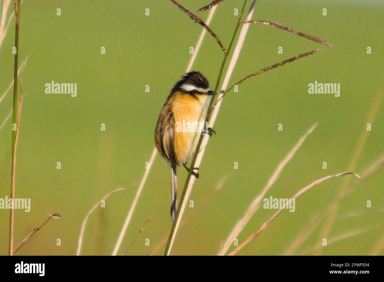 Sharp tailed tyrant hi-res stock photography and images - Alamy