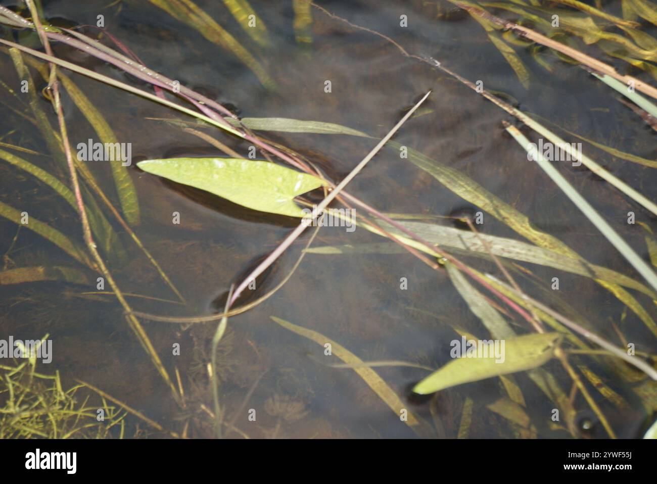 Sagittaria cuneata hi-res stock photography and images - Alamy