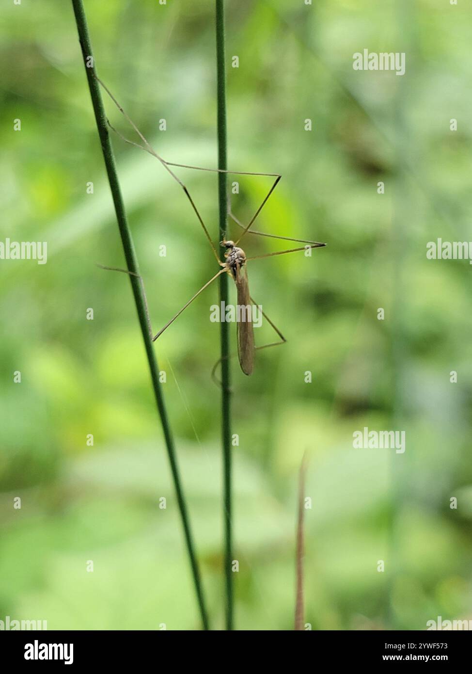Typical Crane Flies (Tipuloidea Stock Photo - Alamy
