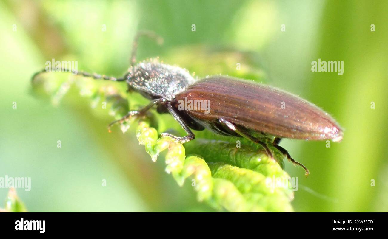 common brown click beetle (Athous haemorrhoidalis Stock Photo - Alamy
