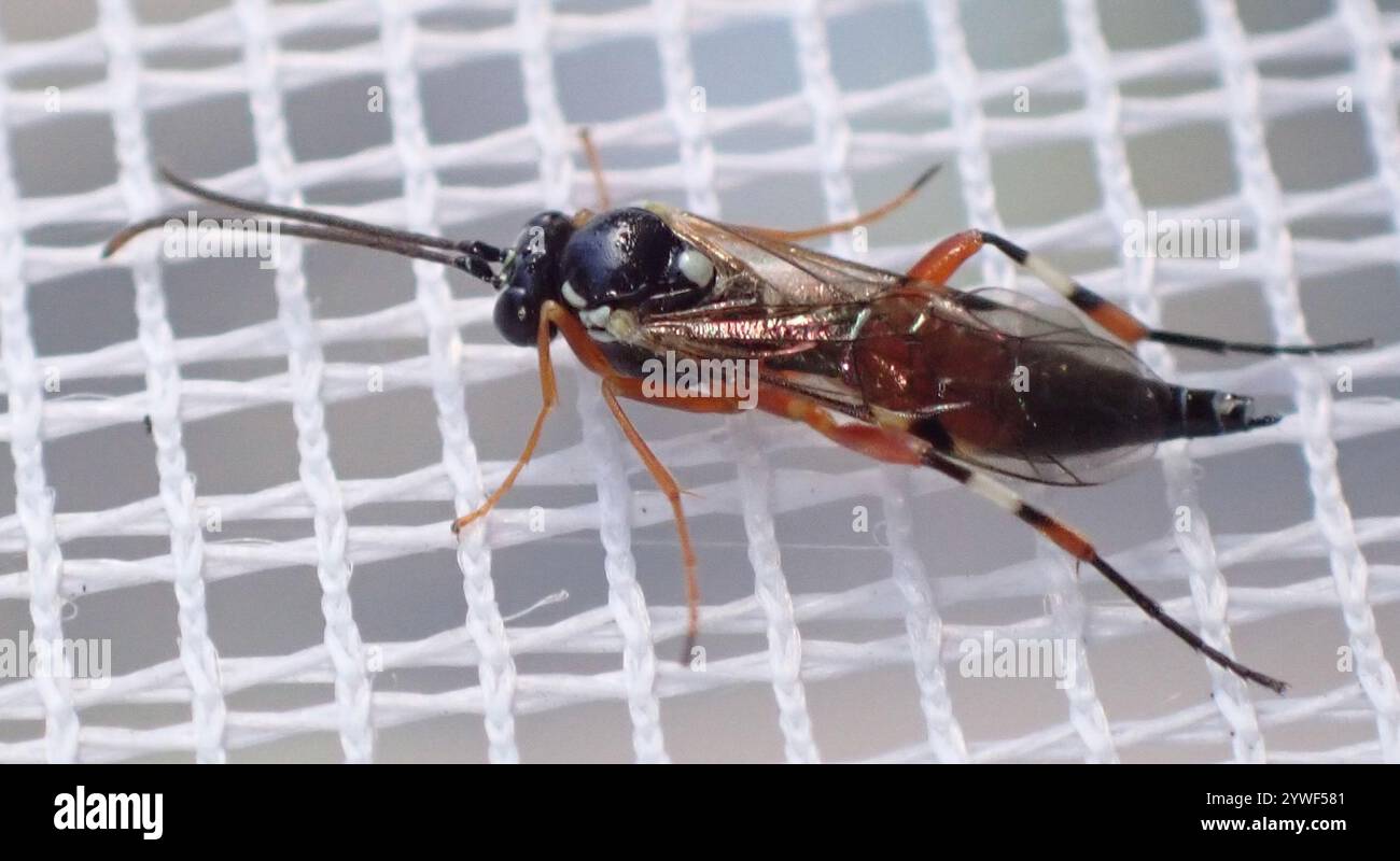 Common Hover Fly Parasitoid Wasp (Diplazon laetatorius Stock Photo - Alamy