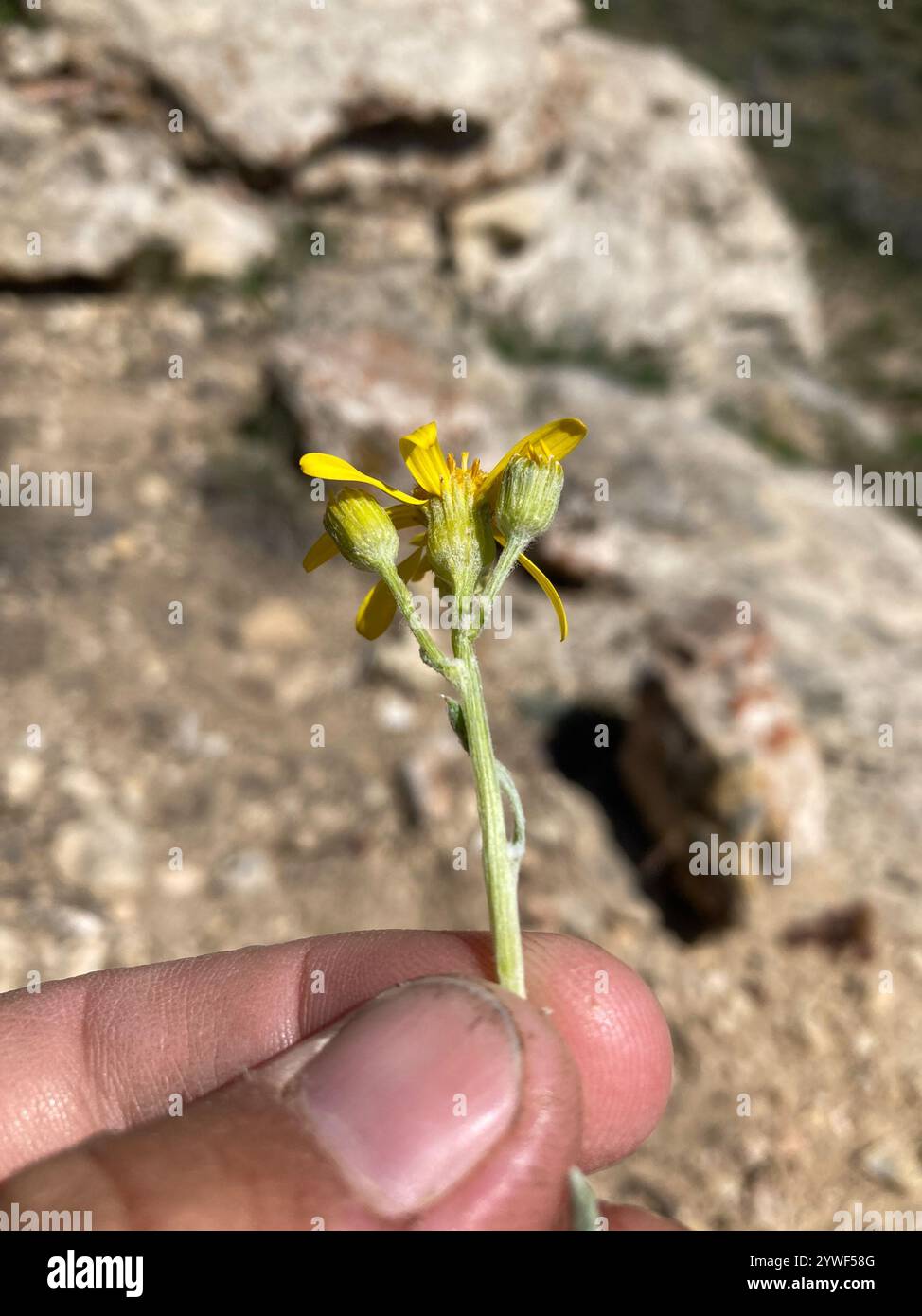 woolly groundsel (Packera cana Stock Photo - Alamy