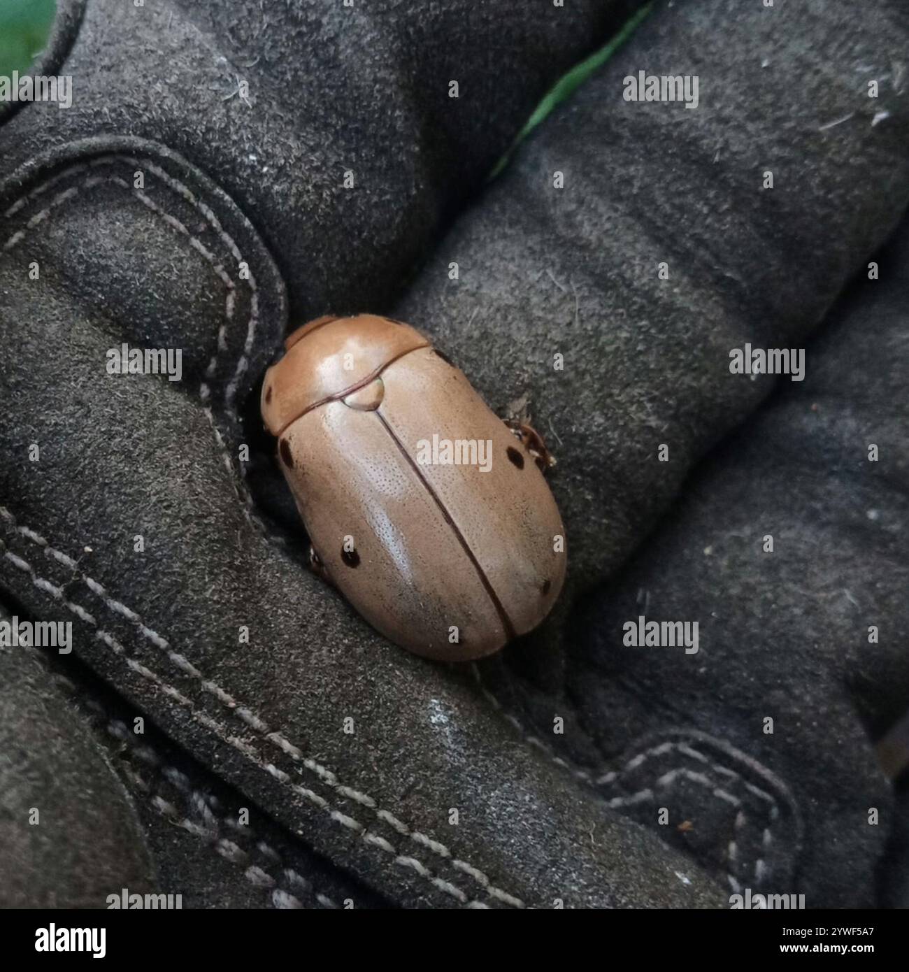 Grapevine Beetle (Pelidnota punctata Stock Photo - Alamy