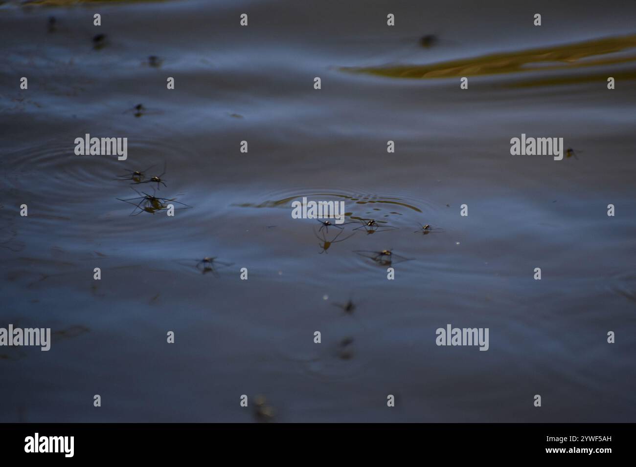 Hesperius hi-res stock photography and images - Alamy