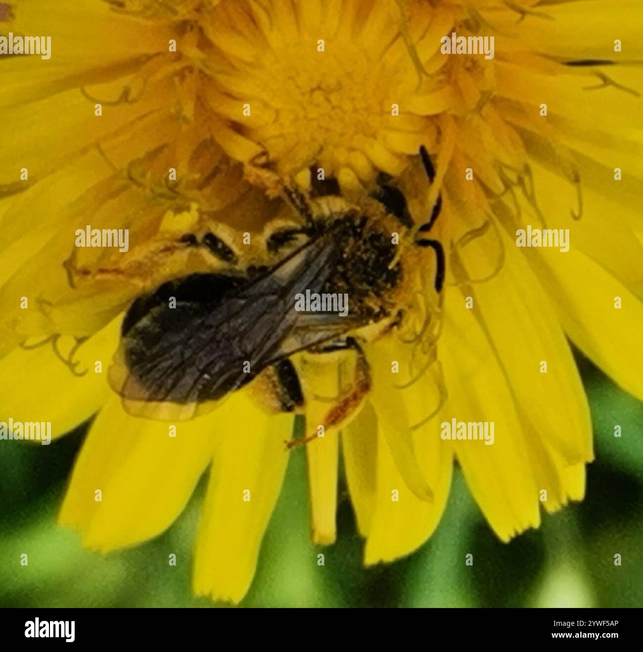 Mining Bees (Andrena Stock Photo - Alamy