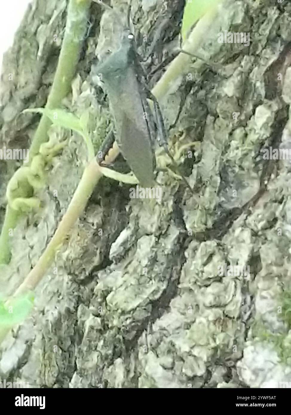 Spine-headed Bugs (Acanthocephala Stock Photo - Alamy