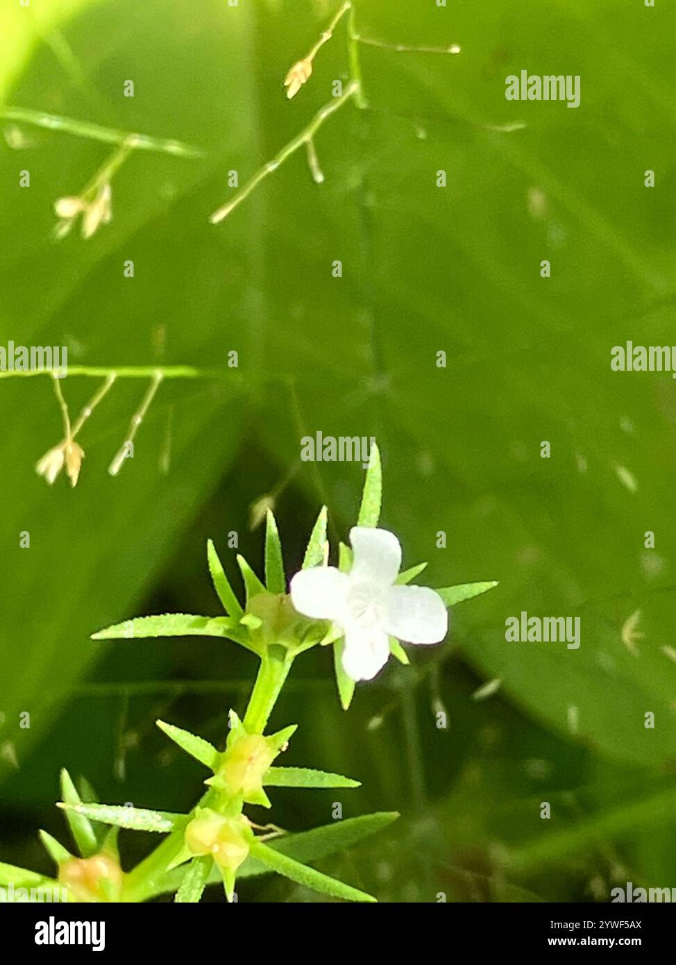 Rust Weed (Polypremum procumbens Stock Photo - Alamy