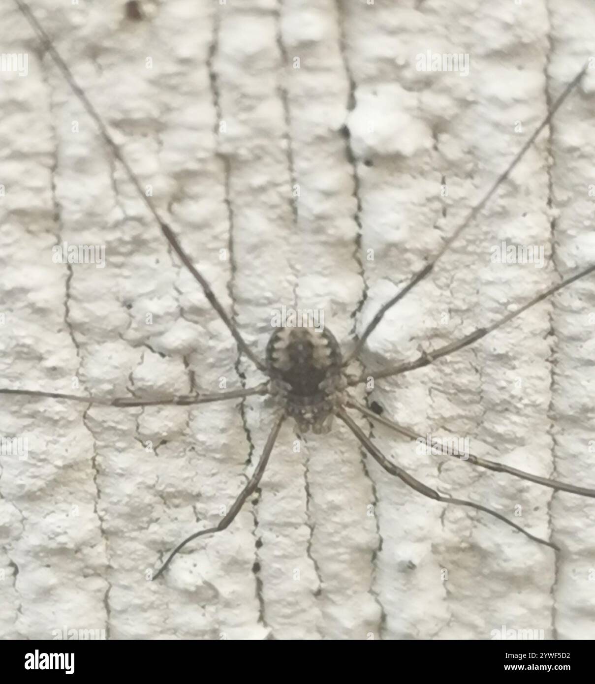 European Harvestman (Phalangium opilio Stock Photo - Alamy