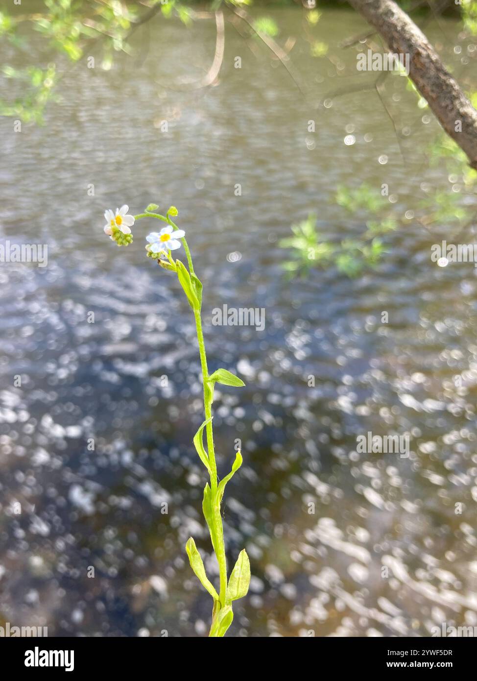 water forget-me-not (Myosotis scorpioides Stock Photo - Alamy